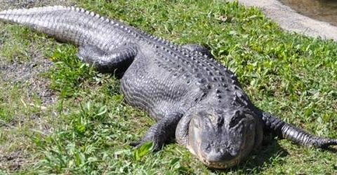 Animal Attractions - Six Flags Discovery Kingdom