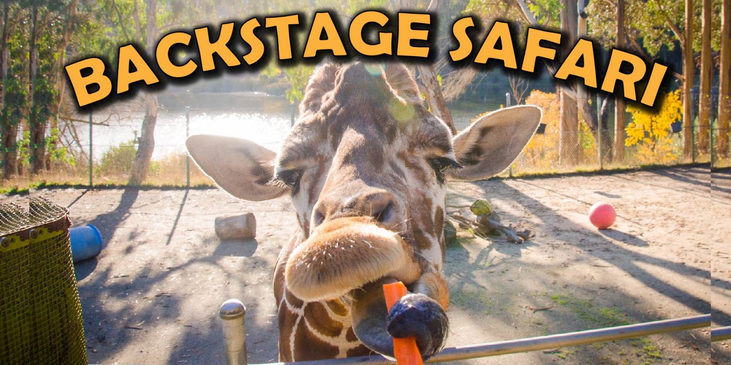 Backstage Safari - Six Flags Discovery Kingdom