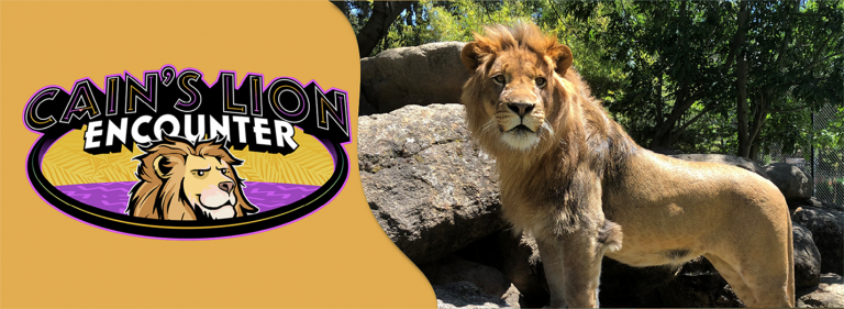 Cain's Lion Encounter | Animal Attraction | Six Flags Discovery Kingdom
