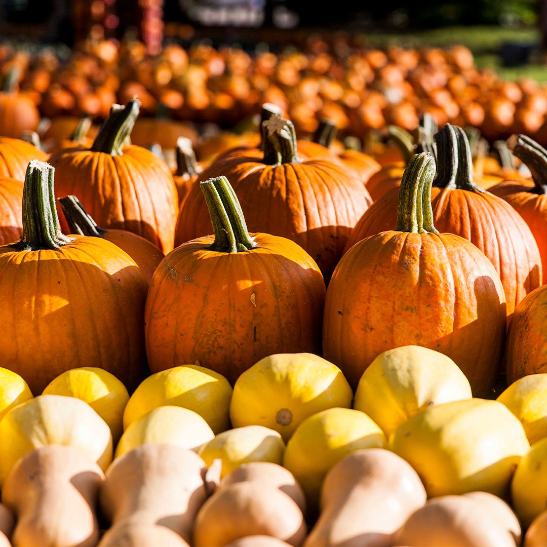 Oktoberfest | Six Flags New England