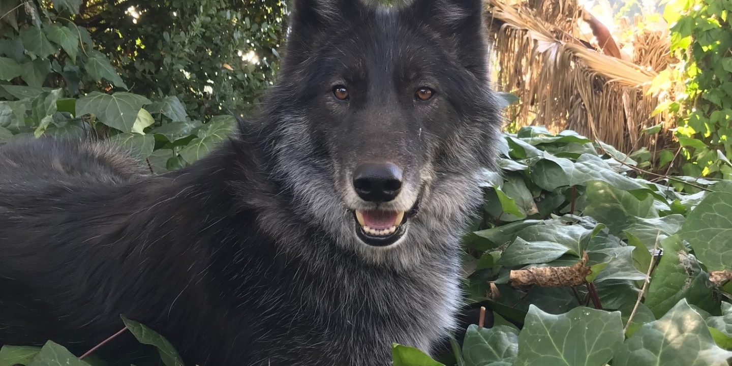 Wolf's Den | Animal Attraction | Six Flags Discovery Kingdom